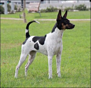 Ratonero Valenciano / Gos Rater Valencià – Terrierclub