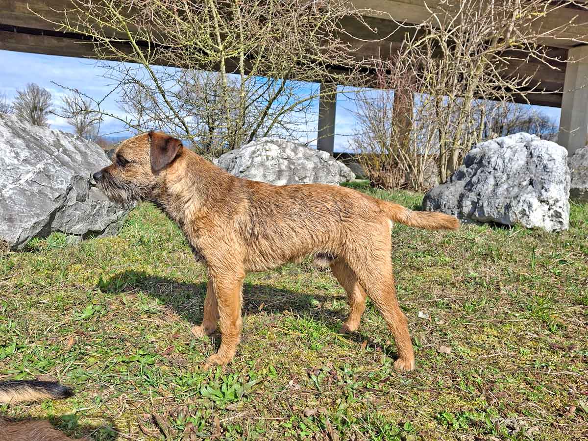 Border Terrier – Terrierclub